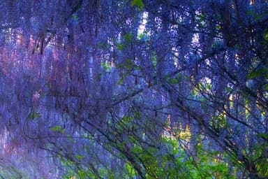 Australia | TSA Riley