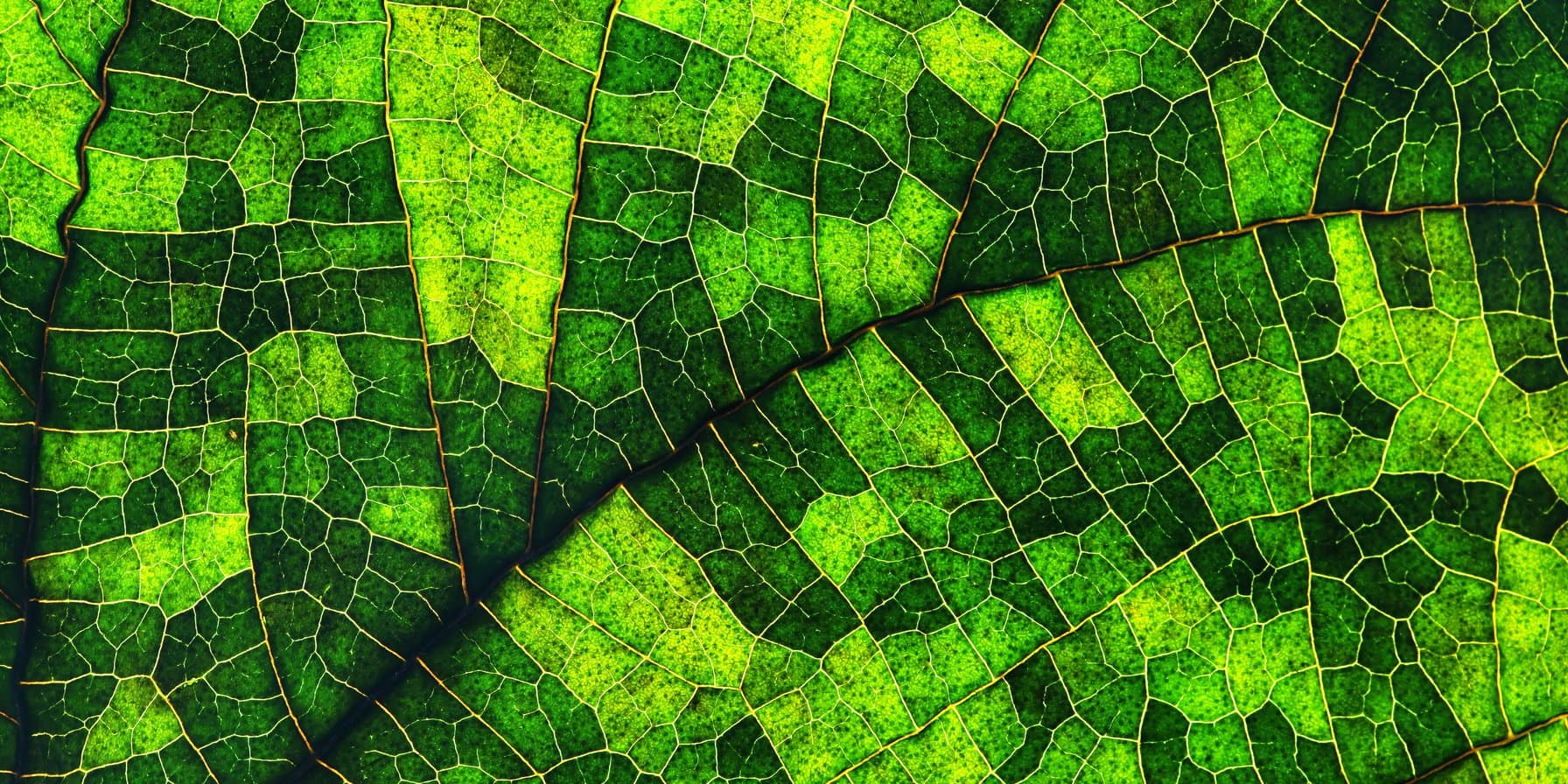 The GreenBook™ | TSA Riley Global