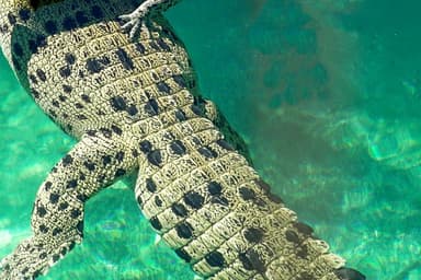 Australia | TSA Riley