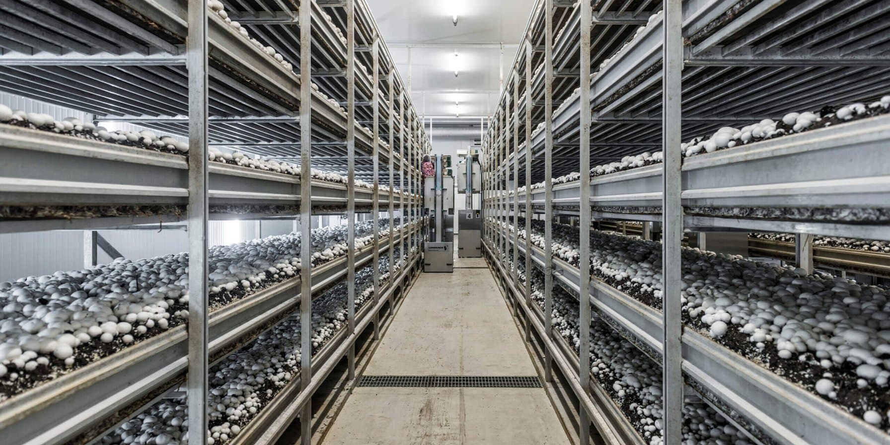 Meadow Mushrooms | TSA Riley