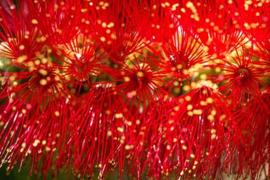 Australia | TSA Riley